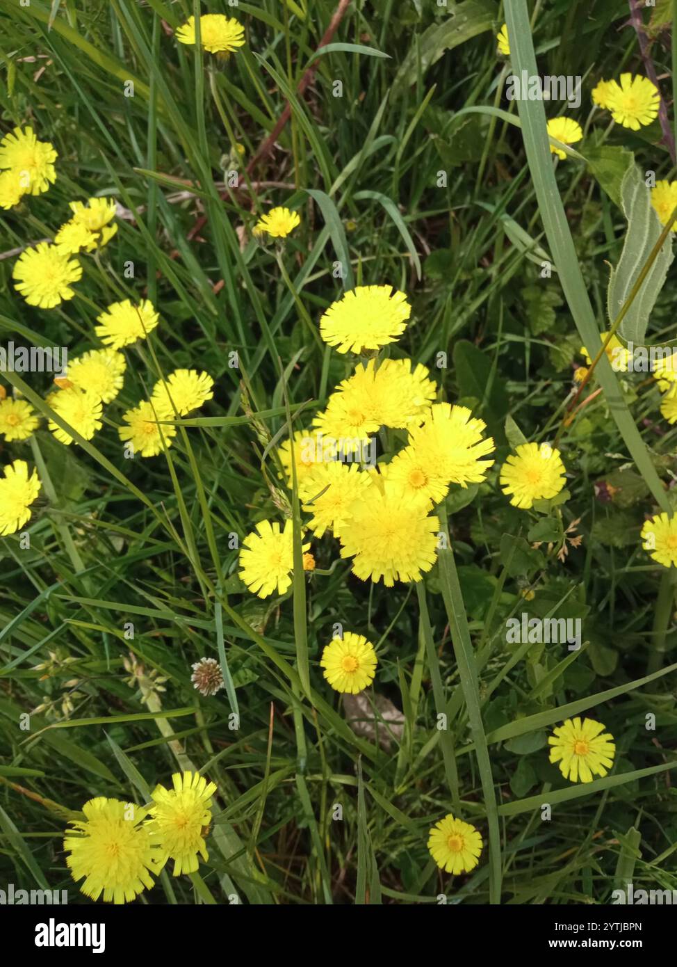 mouse-eared hawkweed (Pilosella officinarum Stock Photo - Alamy