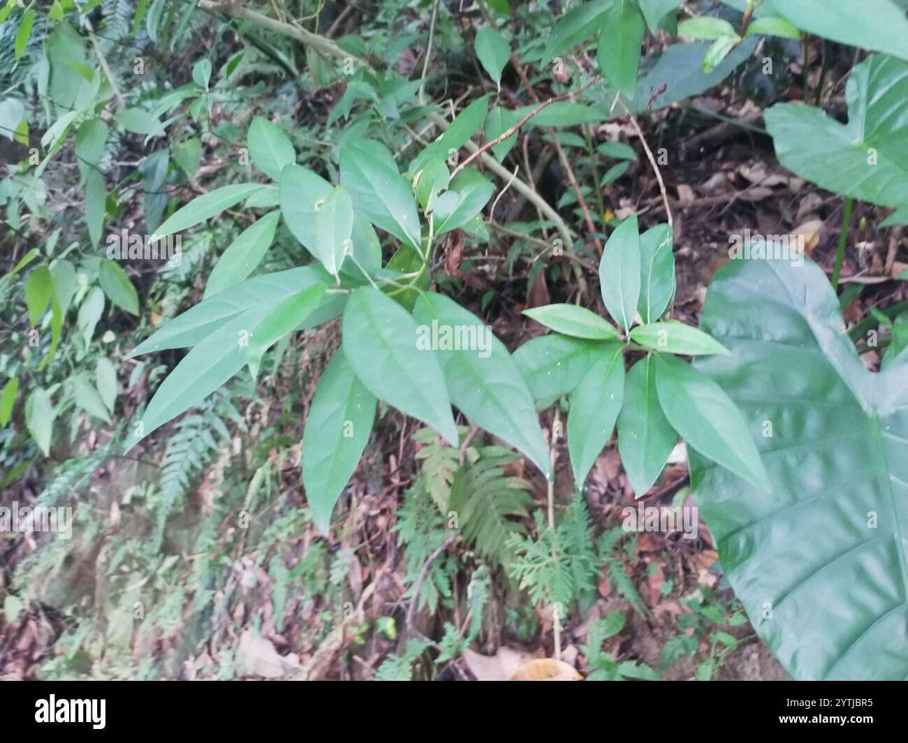 Chinese Hydrangea (Hydrangea chinensis Stock Photo - Alamy