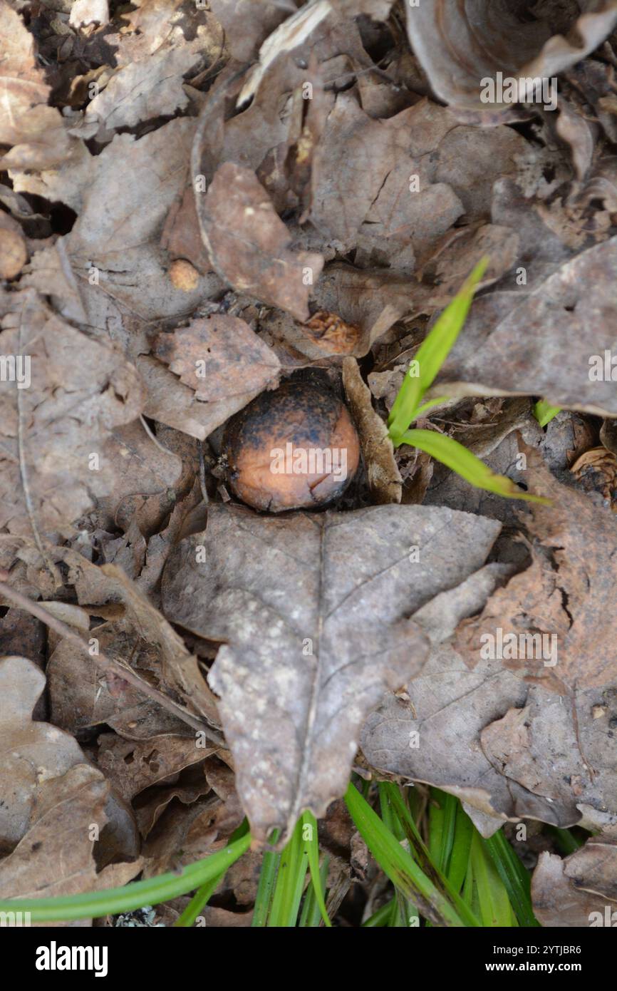 Cherry Gall Wasp (Cynips quercusfolii Stock Photo - Alamy