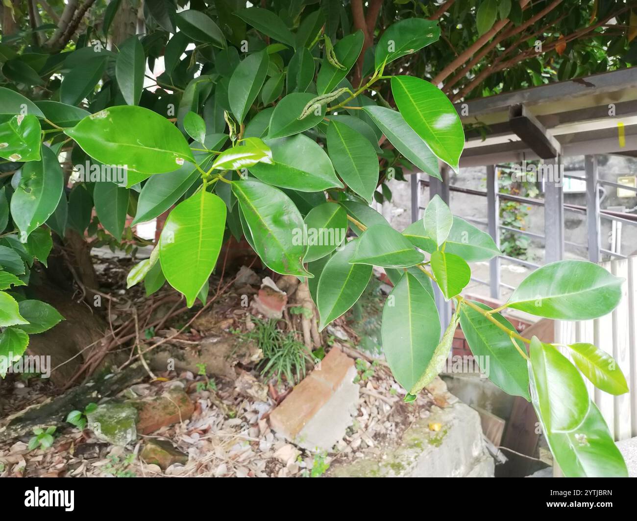Chinese banyan (Ficus microcarpa Stock Photo - Alamy