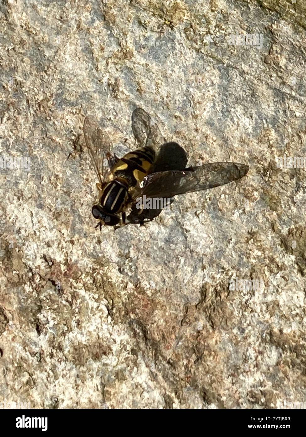 Sun Fly (Helophilus pendulus Stock Photo - Alamy