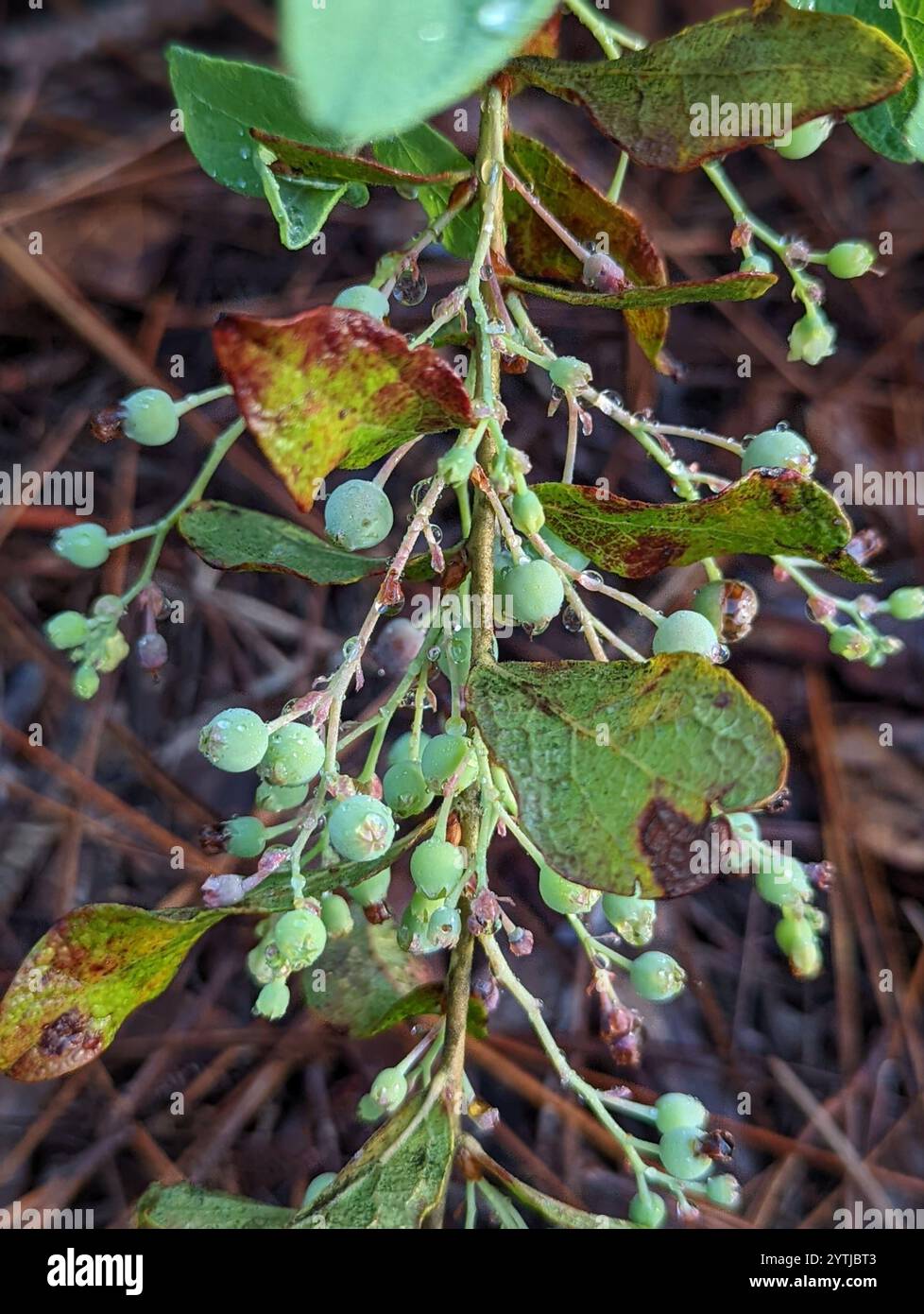 Dwarf Dangleberry (Gaylussacia nana Stock Photo - Alamy