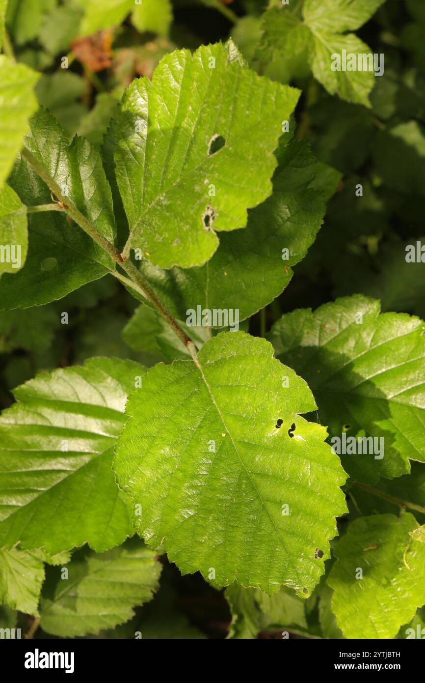 grey alder (Alnus incana Stock Photo - Alamy