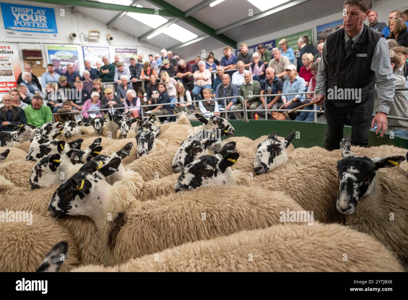 Sale of North of England mule gimmer lambs at Hawes, North Yorkshire ...