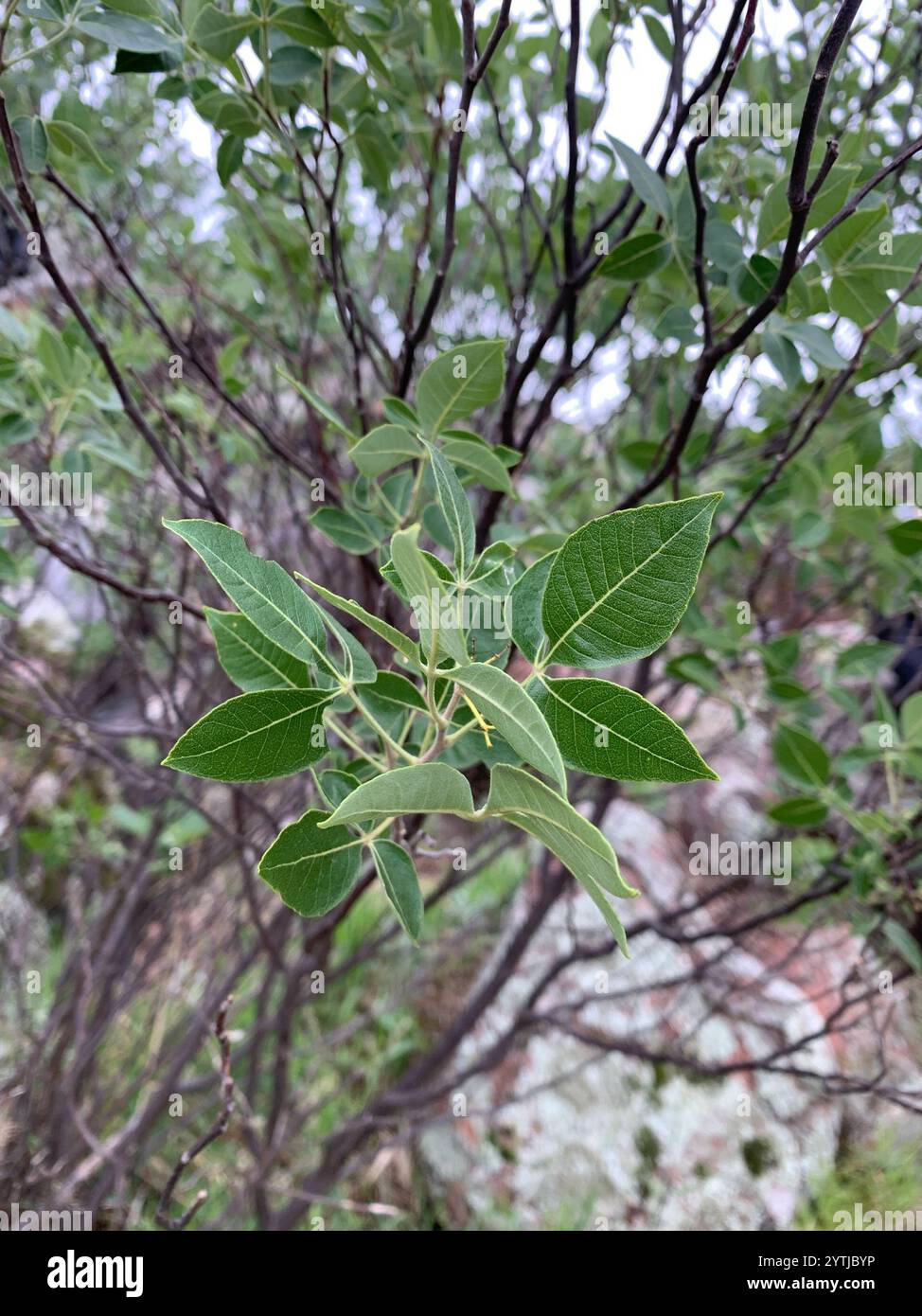 common hoptree (Ptelea trifoliata Stock Photo - Alamy