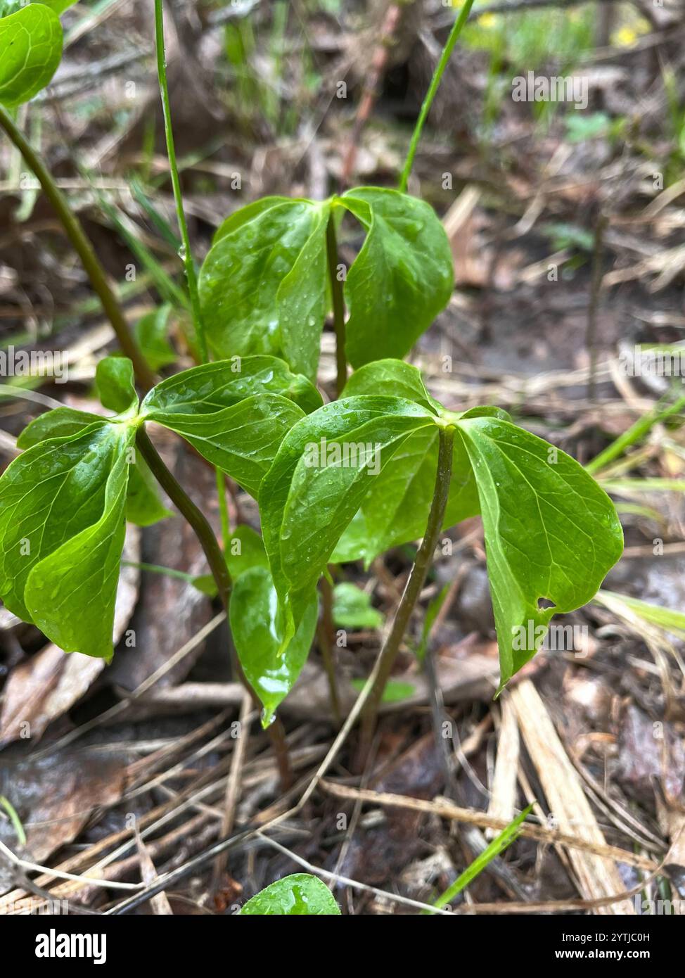 Trillium cernuum hi-res stock photography and images - Alamy