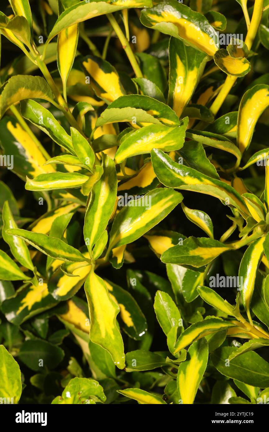 Japanese spindle tree (Euonymus japonicus Stock Photo - Alamy