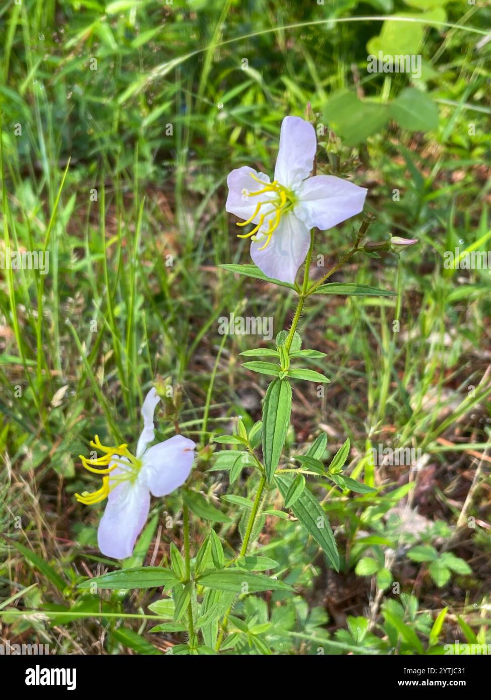 Maryland meadowbeauty (Rhexia mariana Stock Photo - Alamy