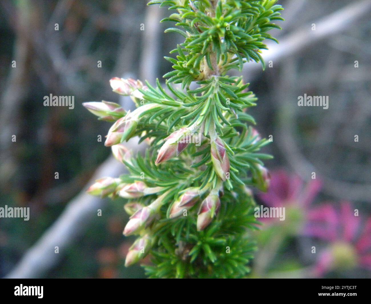 Erica coccinea coccinea hi-res stock photography and images - Alamy