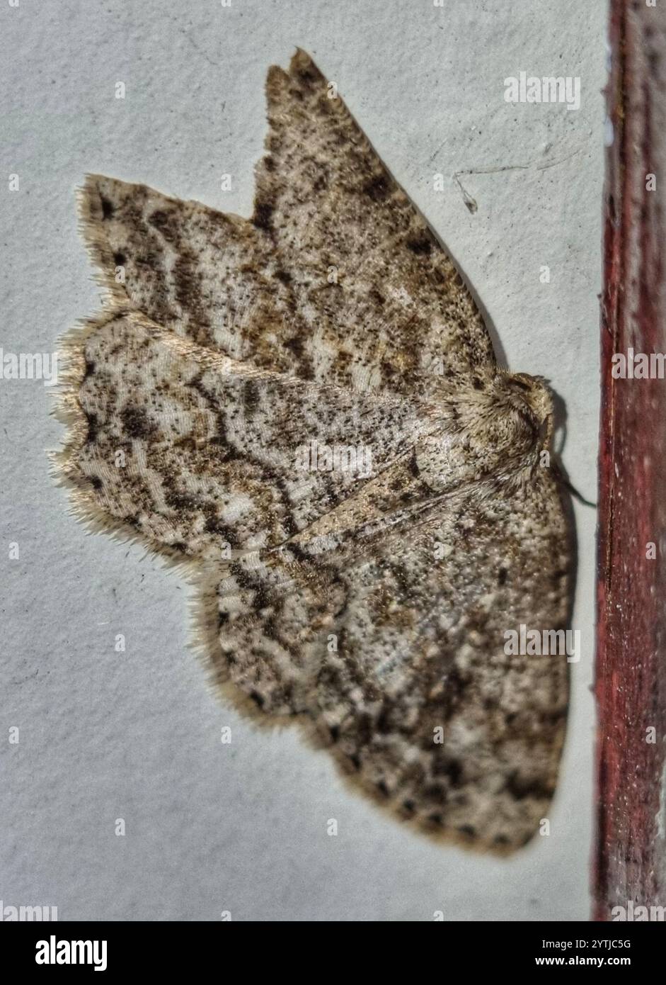 Small Engrailed (Ectropis crepuscularia Stock Photo - Alamy