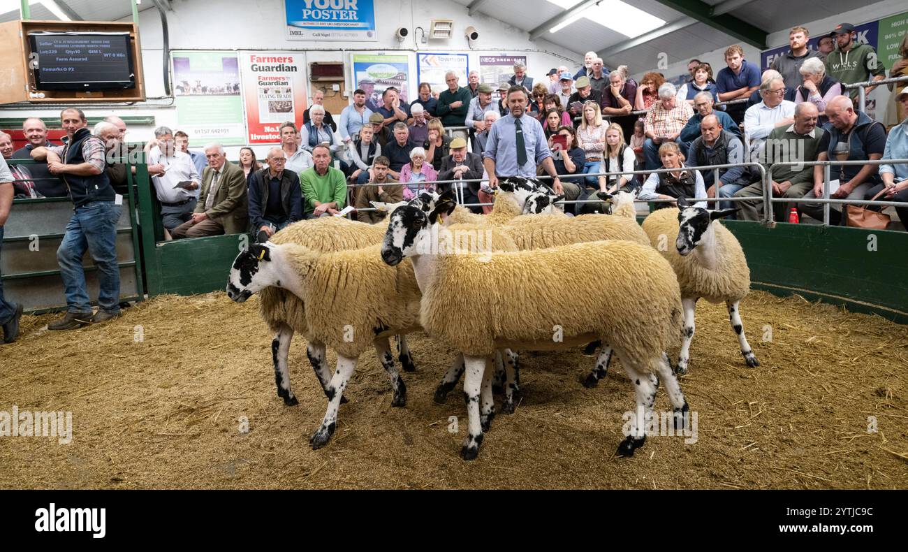 Sale of North of England mule gimmer lambs at Hawes, North Yorkshire ...