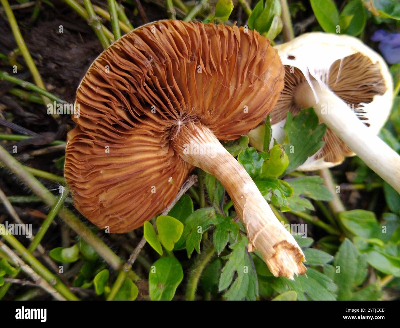 Spring fieldcap hi-res stock photography and images - Alamy