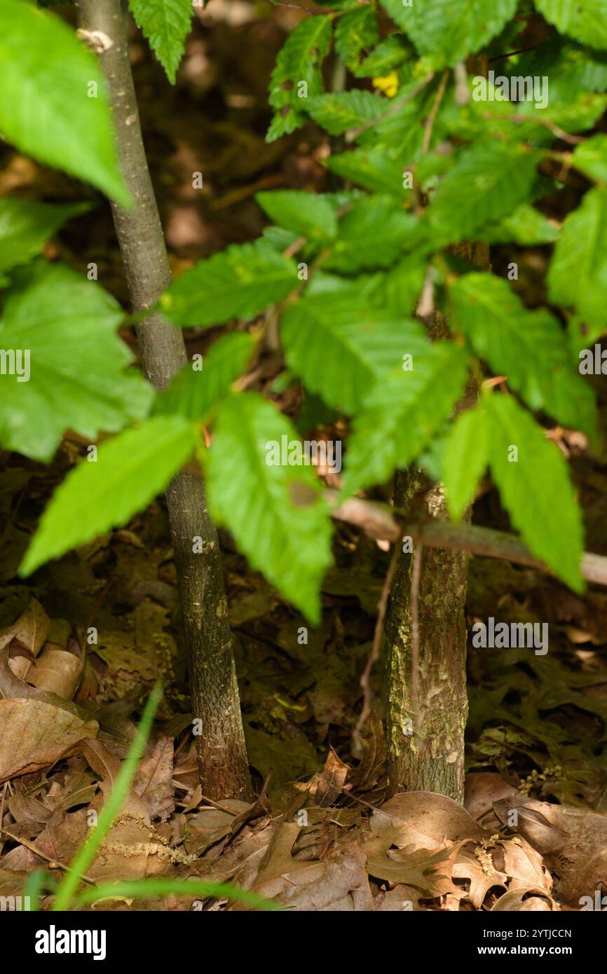 Winged Elm (Ulmus alata Stock Photo - Alamy