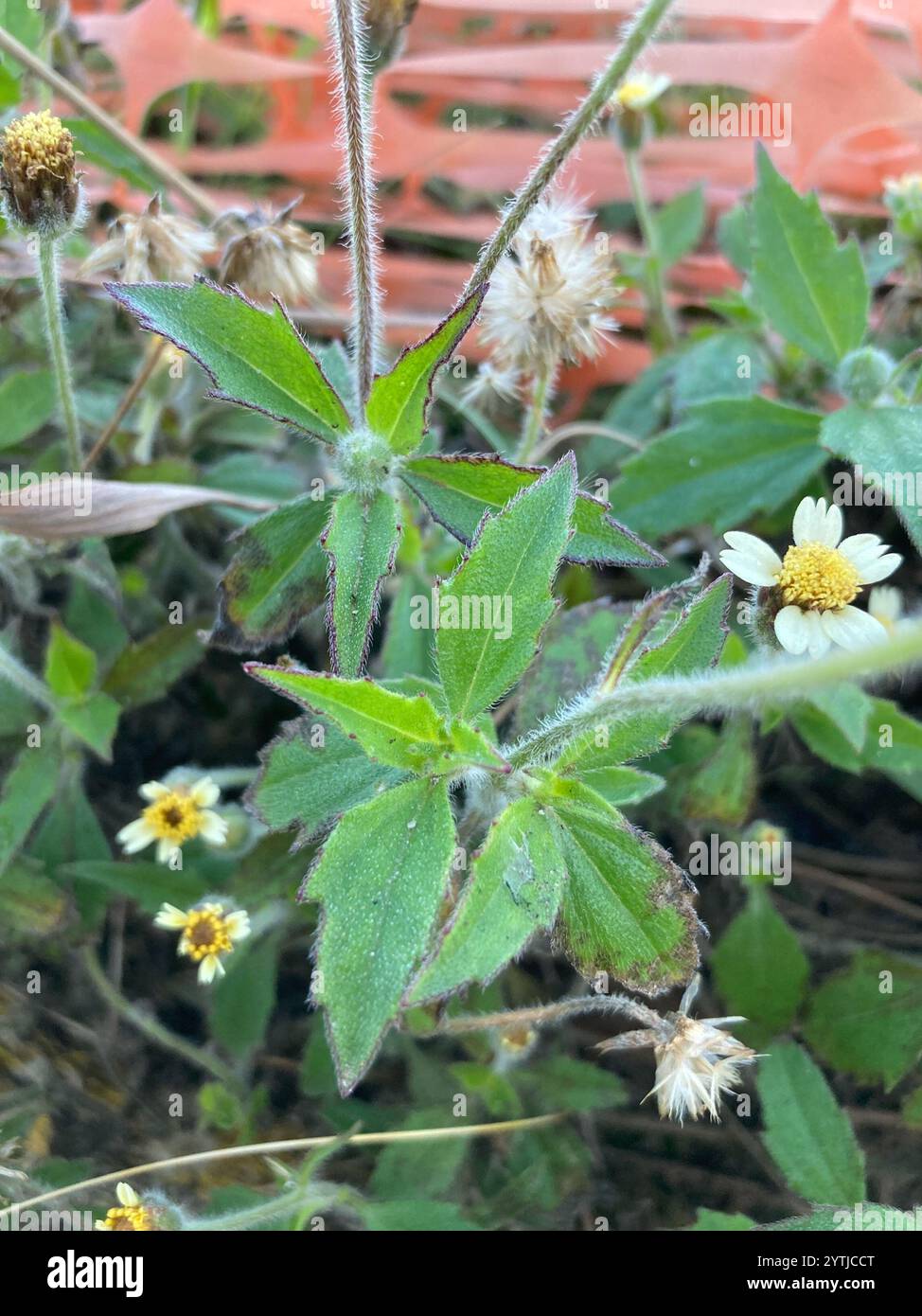 Tridax daisy (Tridax procumbens Stock Photo - Alamy