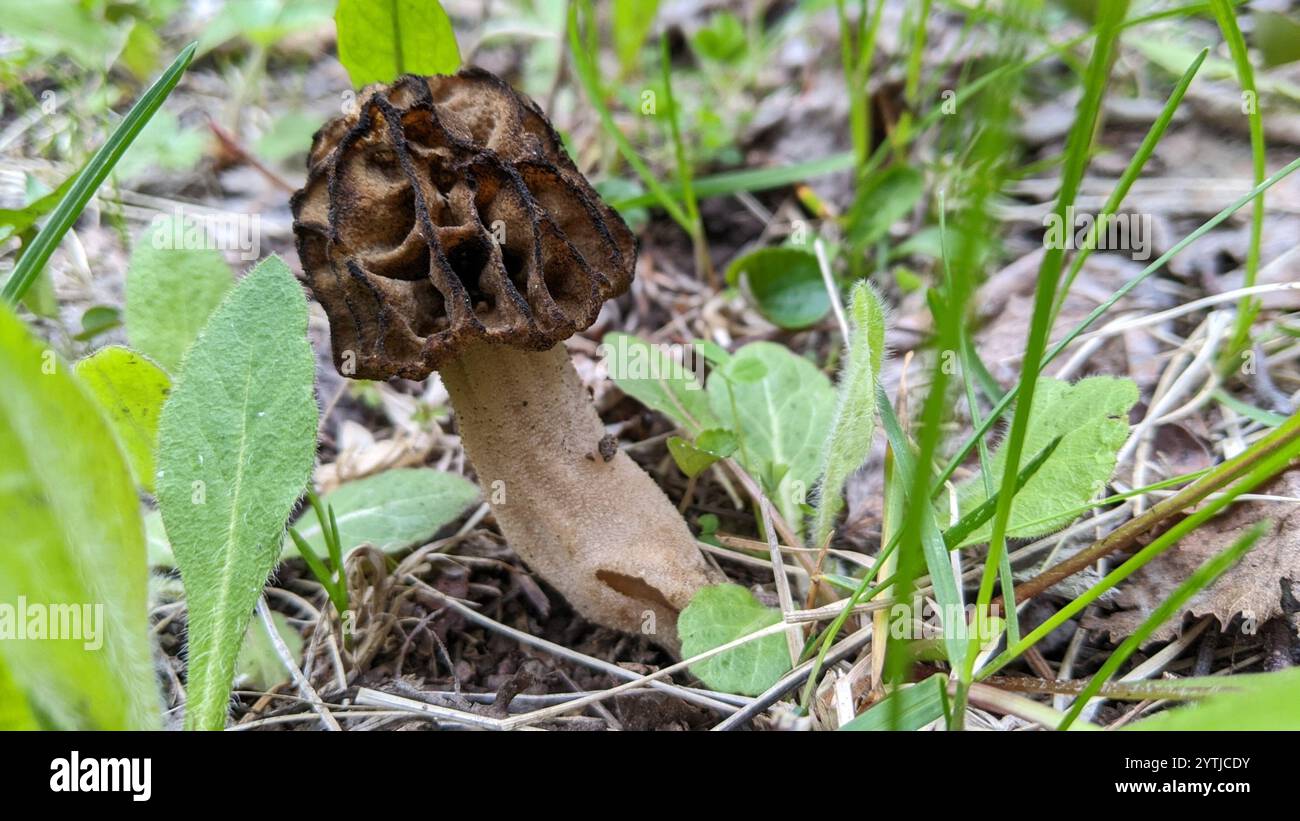 black morel (Morchella angusticeps Stock Photo - Alamy