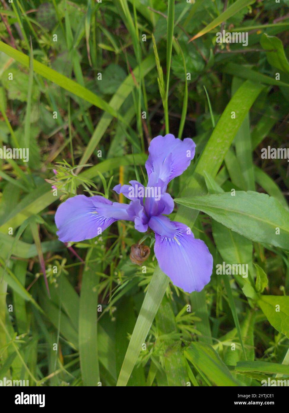 Douglas iris (Iris douglasiana Stock Photo - Alamy