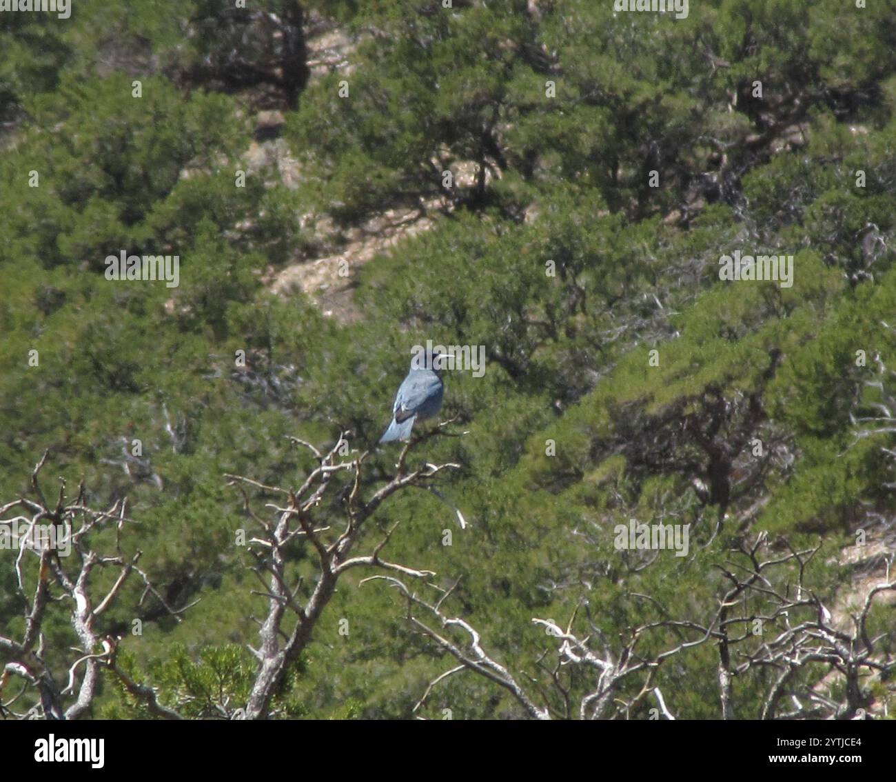 Pinyon Jay (Gymnorhinus cyanocephalus Stock Photo - Alamy