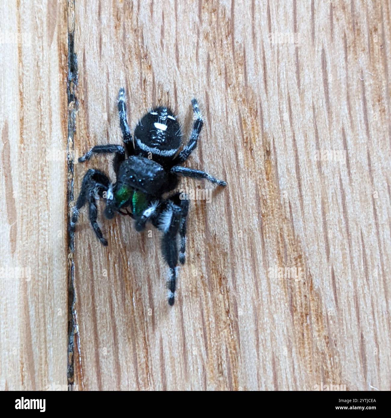 Bold Jumping Spider (Phidippus audax Stock Photo - Alamy
