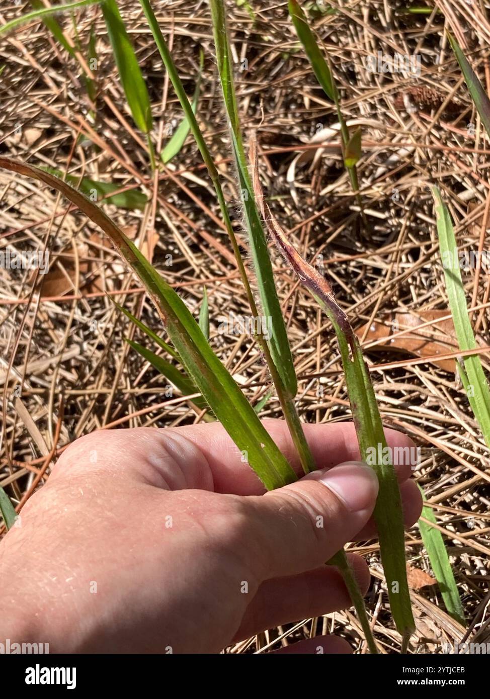 Thin Paspalum (Paspalum setaceum Stock Photo - Alamy