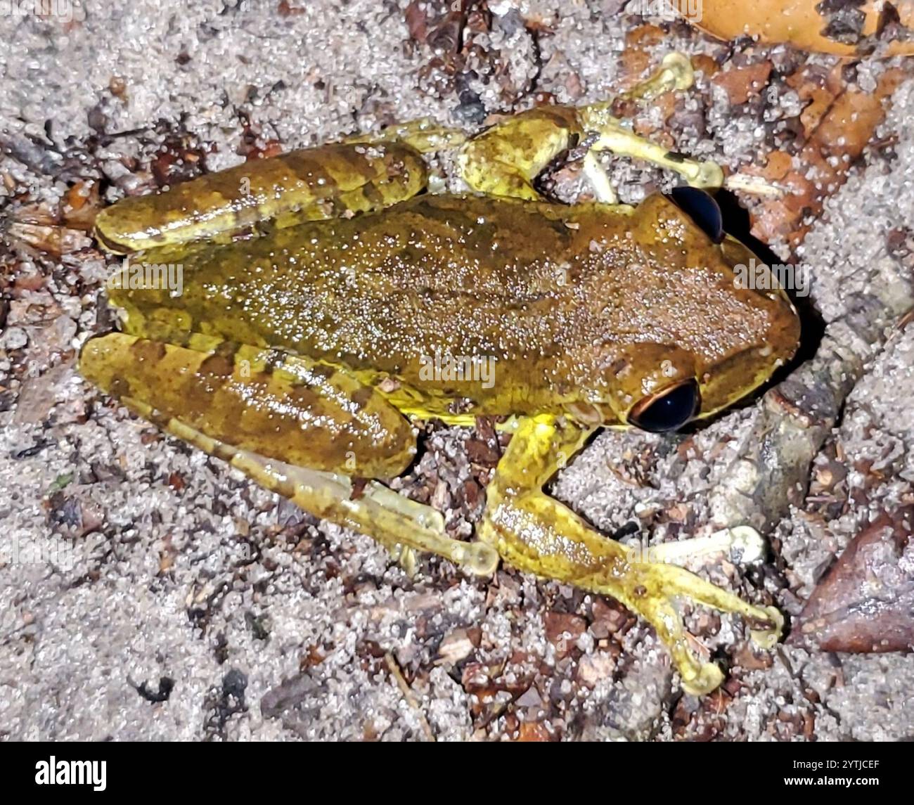 Cuban Tree Frog (Osteopilus septentrionalis Stock Photo - Alamy