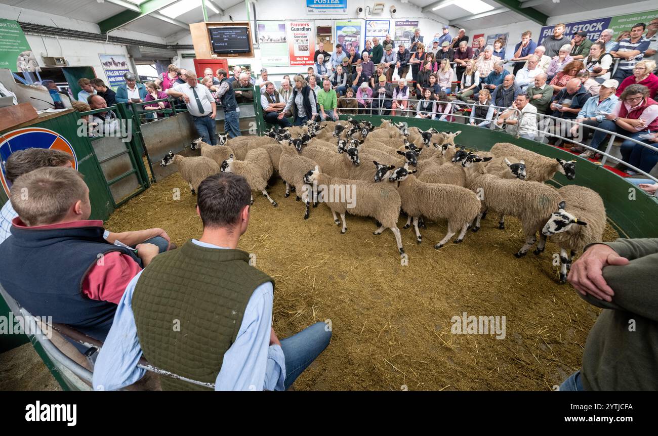 Sale of North of England mule gimmer lambs at Hawes, North Yorkshire ...