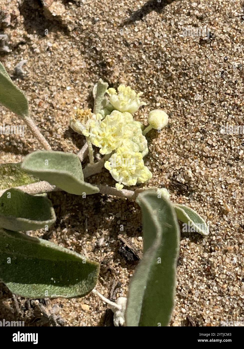 California croton (Croton californicus Stock Photo - Alamy