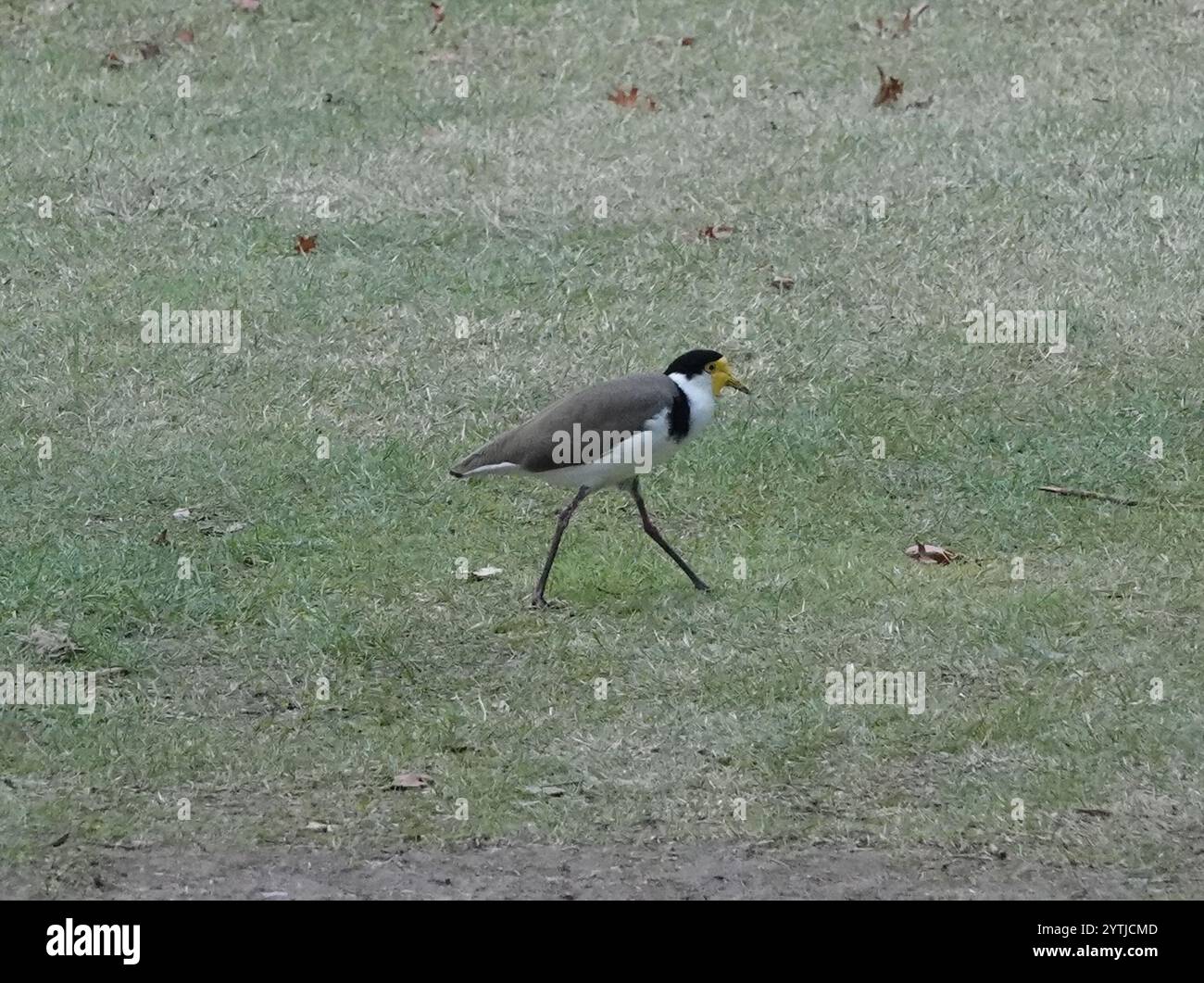 Black-shouldered Masked Lapwing (Vanellus miles novaehollandiae Stock ...