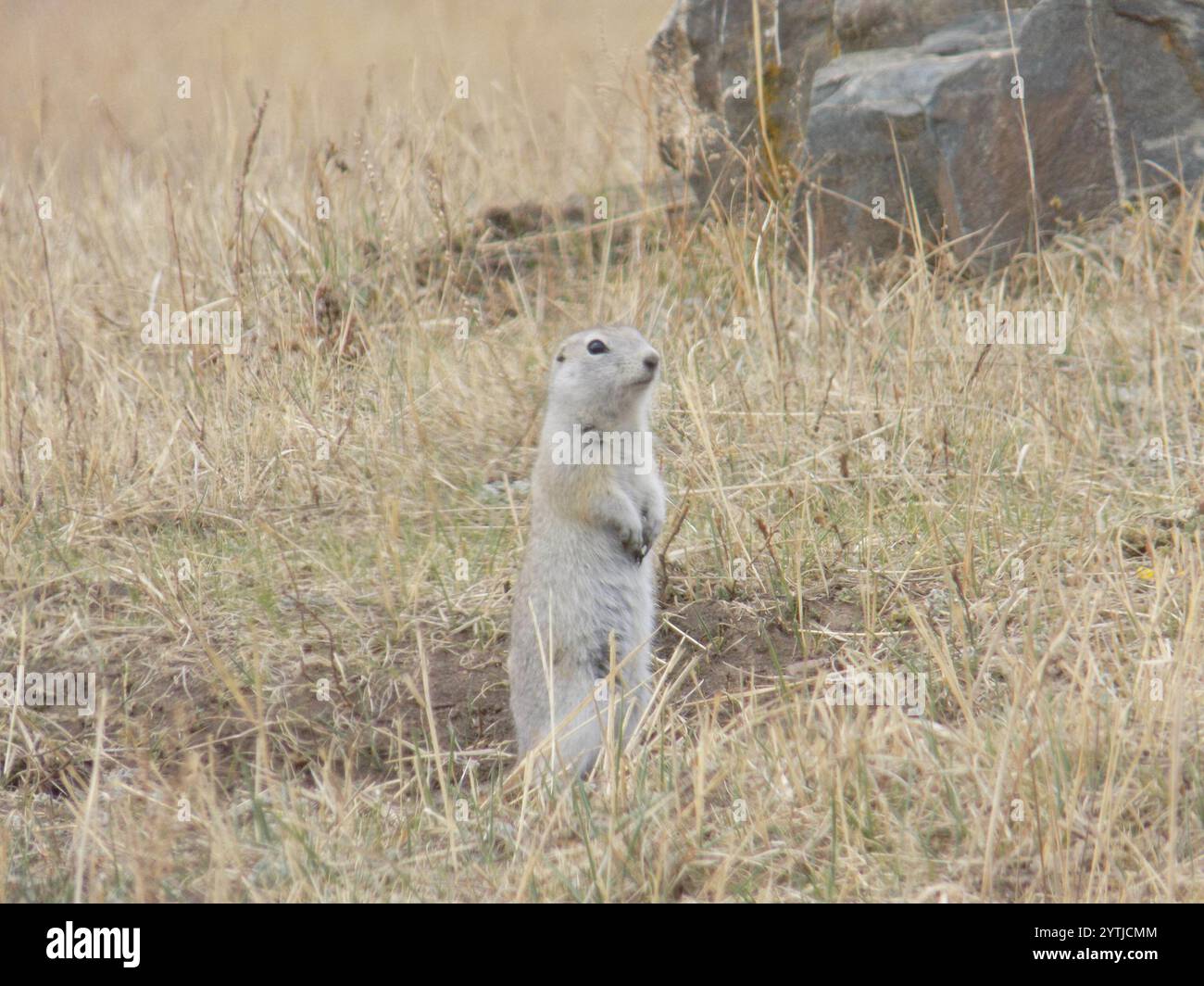 Long-tailed Ground Squirrel (Urocitellus undulatus Stock Photo - Alamy