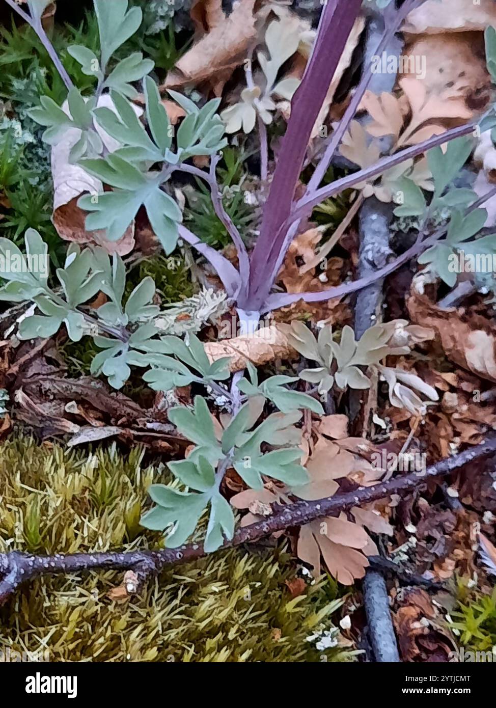 Capnoides sempervirens hi-res stock photography and images - Alamy