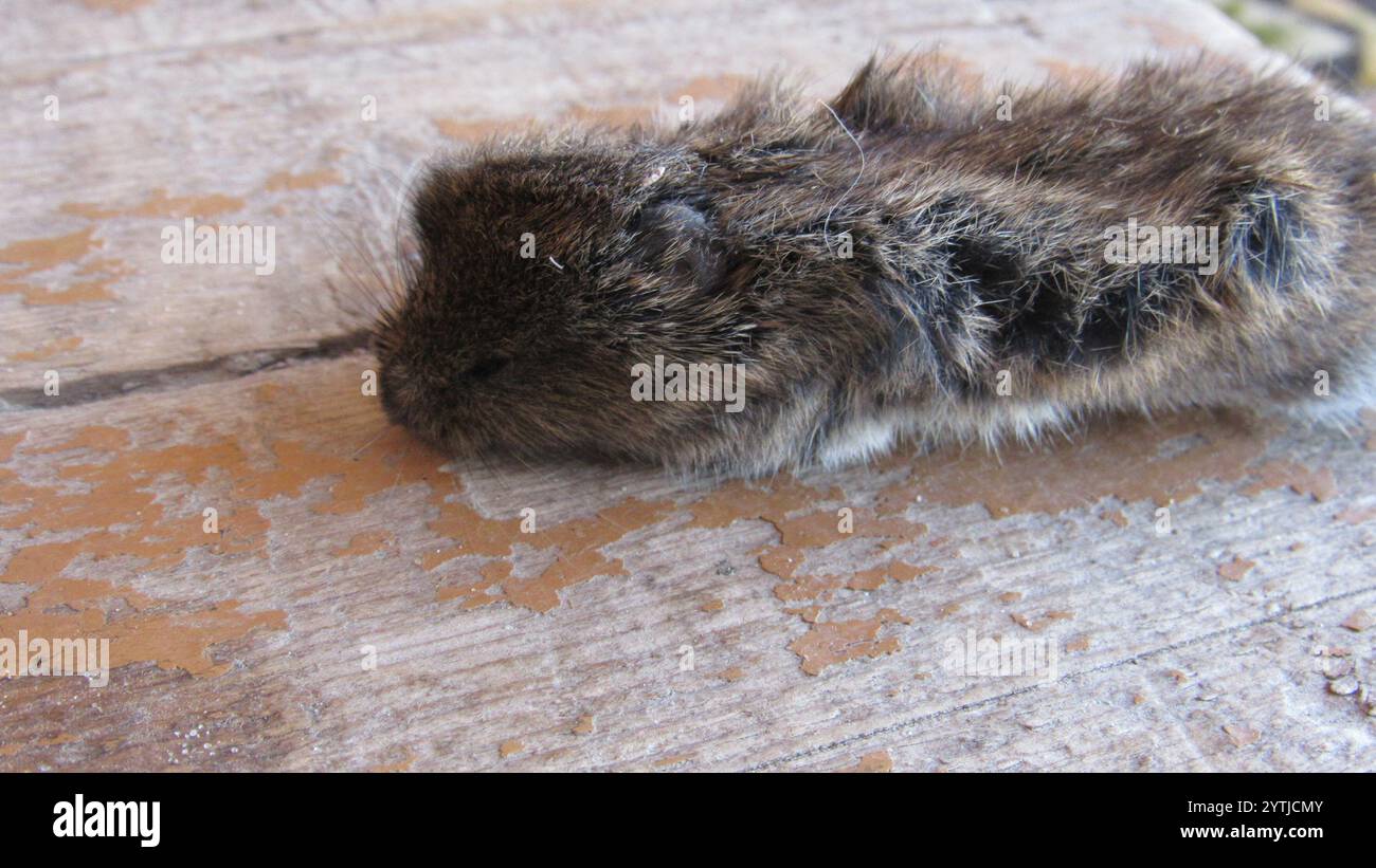 Meadow Voles (Microtus Stock Photo - Alamy