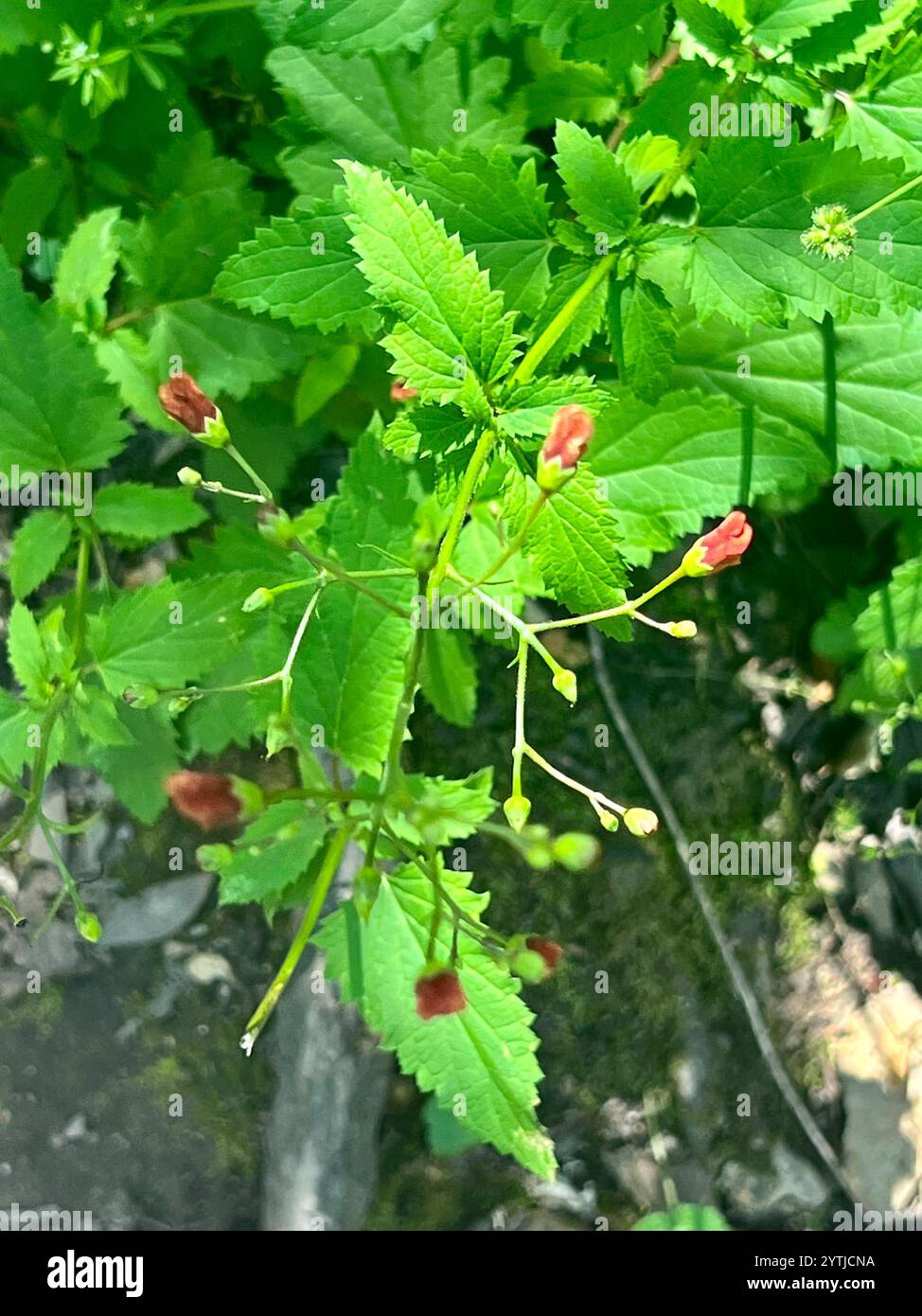 California beeplant (Scrophularia californica Stock Photo - Alamy