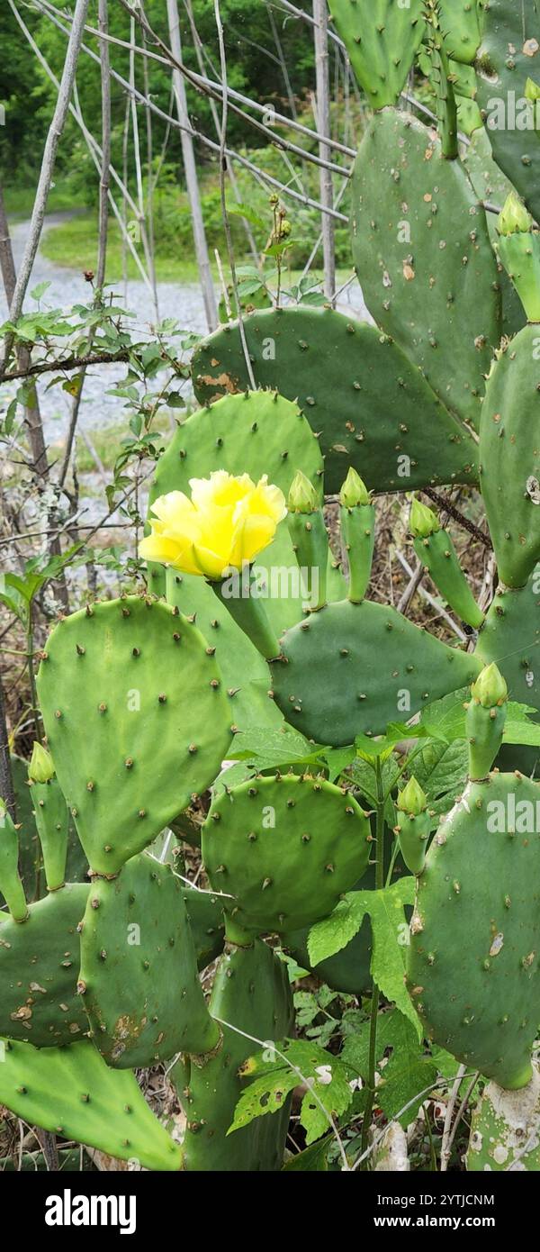 beach prickly pear (Opuntia anahuacensis Stock Photo - Alamy