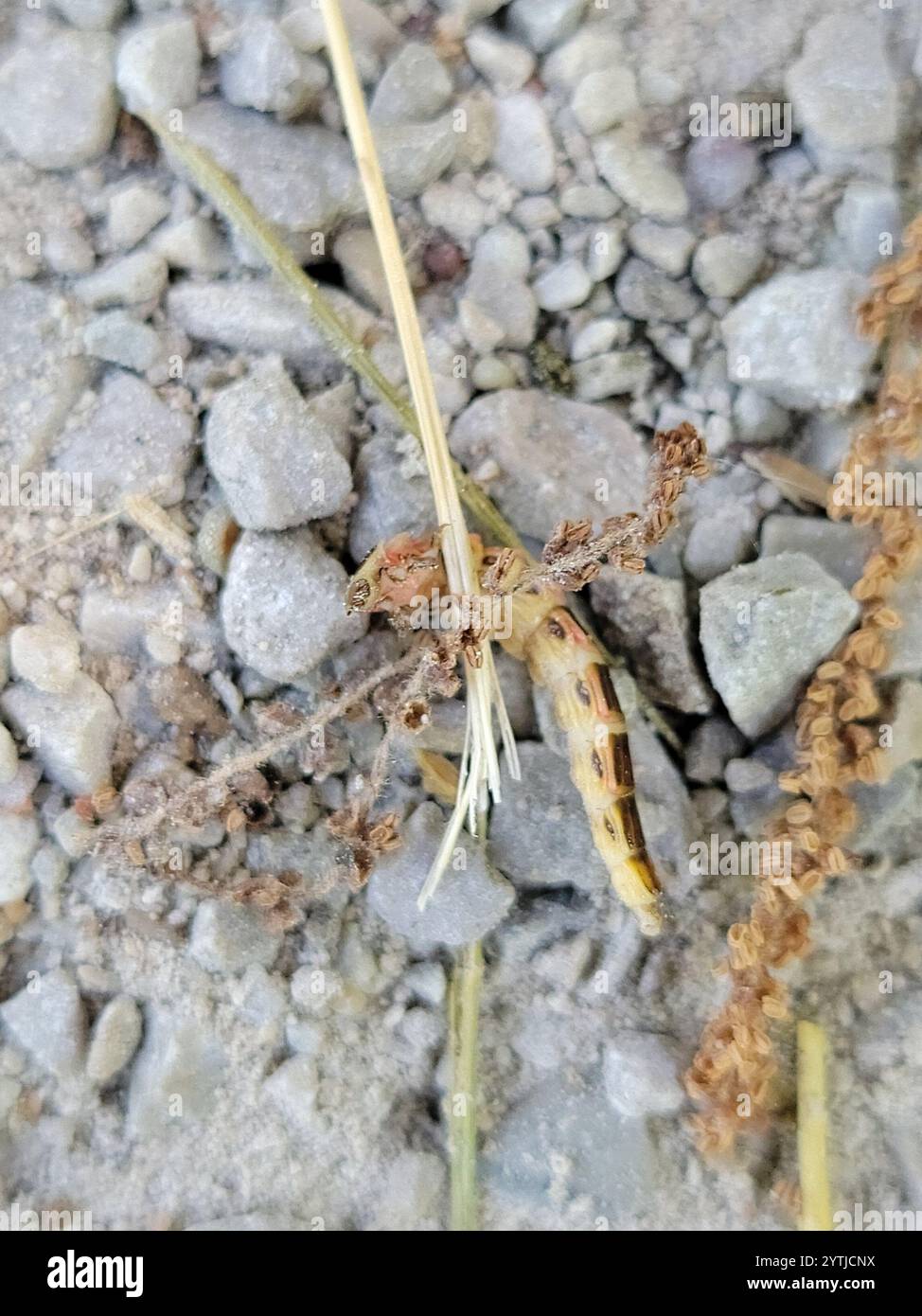 Spring Tree-Top Flasher (Pyractomena borealis Stock Photo - Alamy