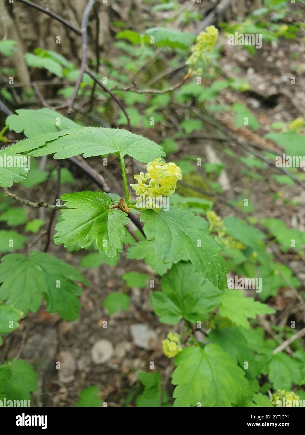 Mountain Currant (Ribes alpinum Stock Photo - Alamy
