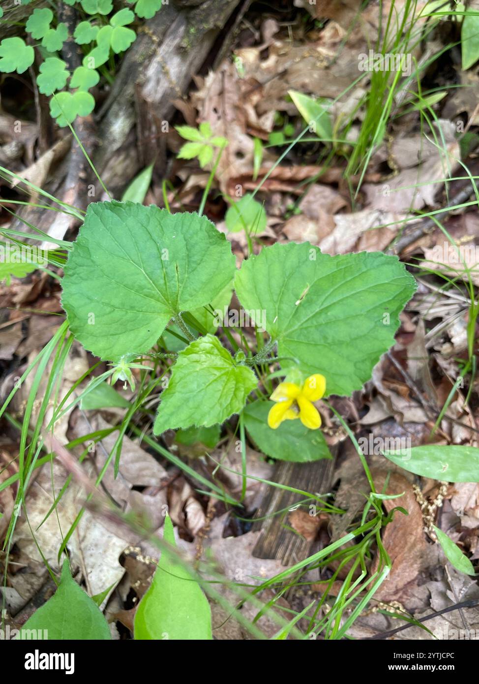 downy yellow violet (Viola pubescens Stock Photo - Alamy