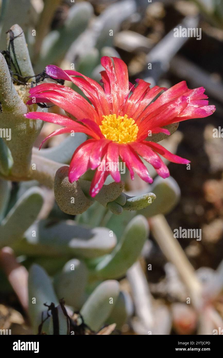 Malephora crocea hi-res stock photography and images - Alamy