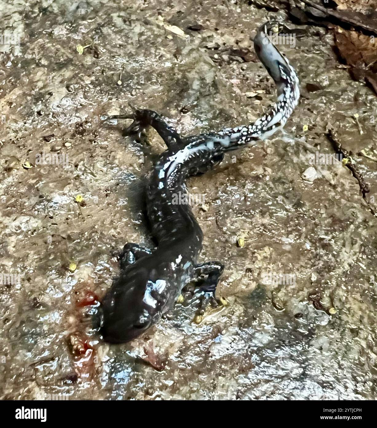 Unisexual Mole Salamander (Ambystoma unisexual Stock Photo - Alamy