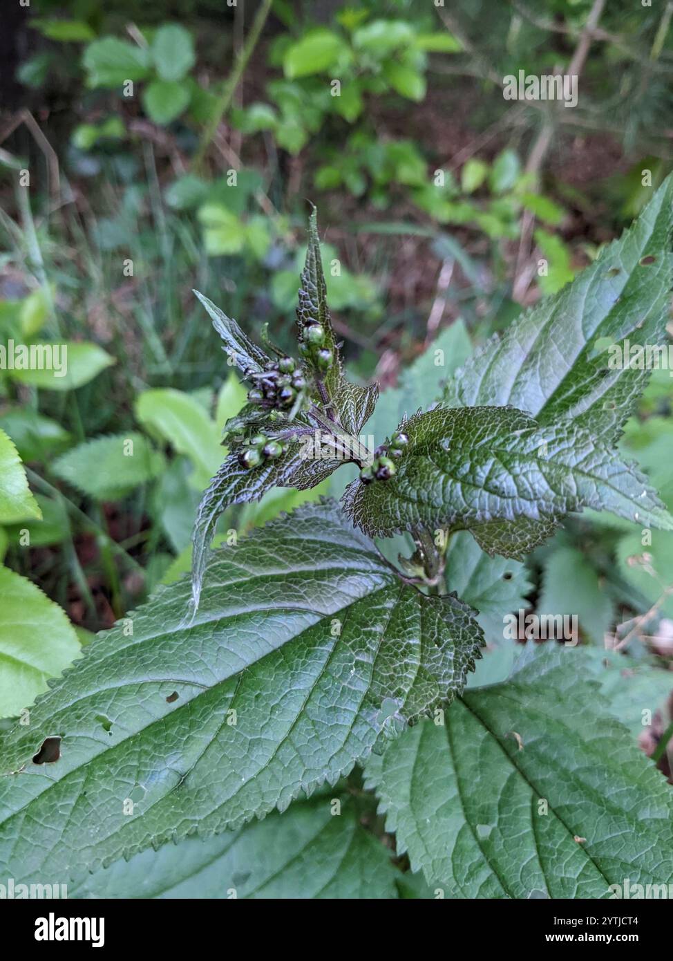 Common Figwort (Scrophularia nodosa Stock Photo - Alamy