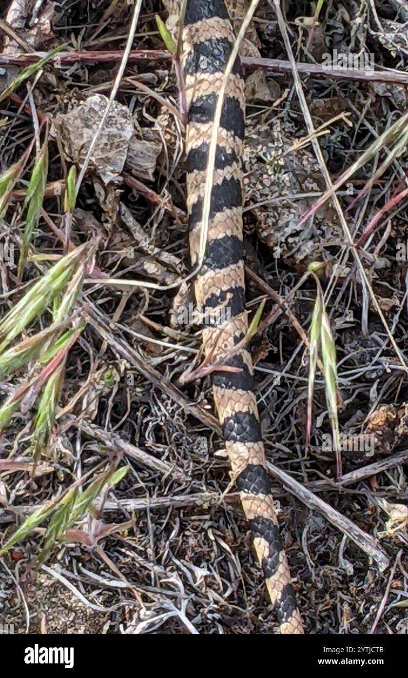 Great Basin Gopher Snake (Pituophis catenifer deserticola Stock Photo ...