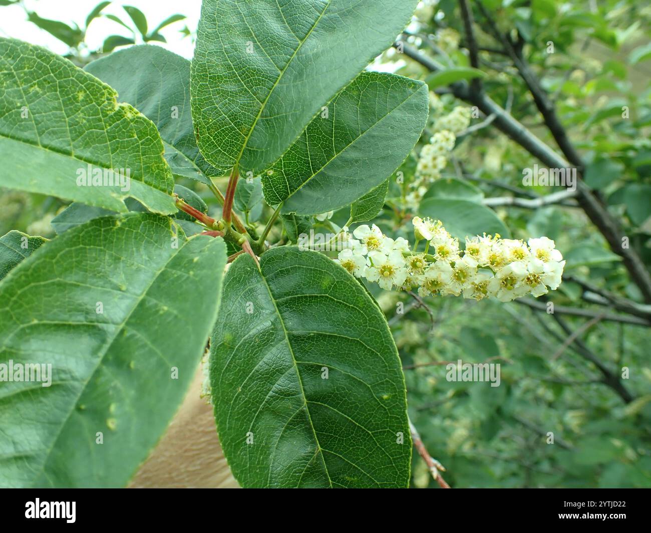 chokecherry (Prunus virginiana Stock Photo - Alamy