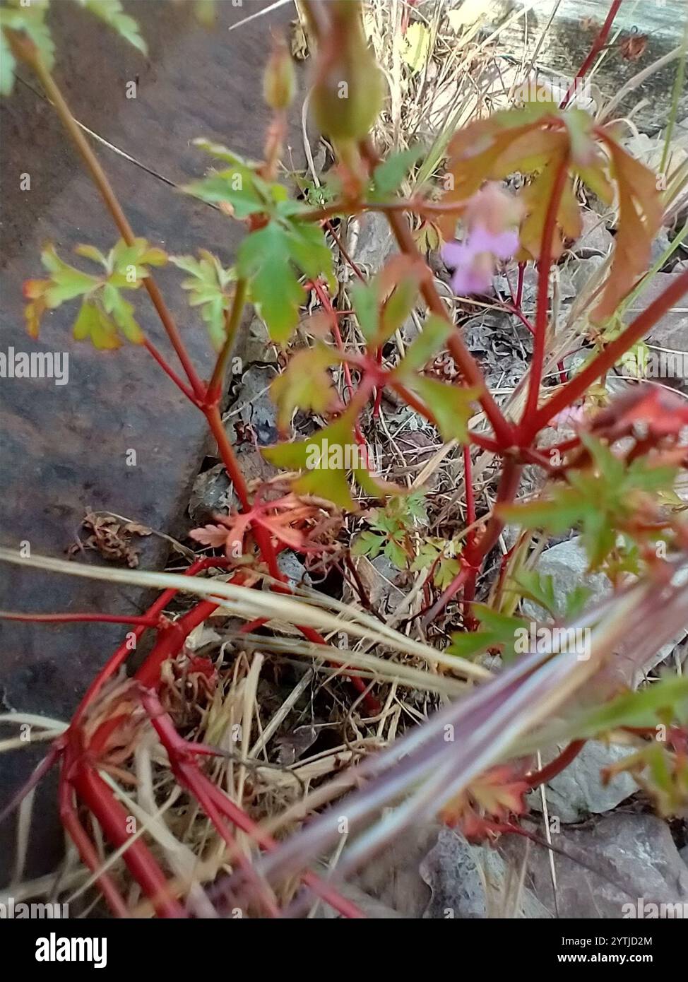 Little-Robin (Geranium purpureum Stock Photo - Alamy