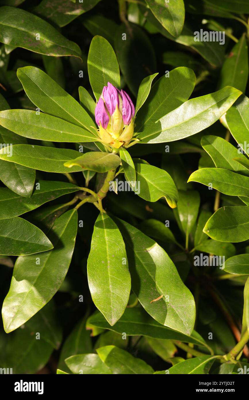 Common Rhododendron (Rhododendron ponticum Stock Photo - Alamy
