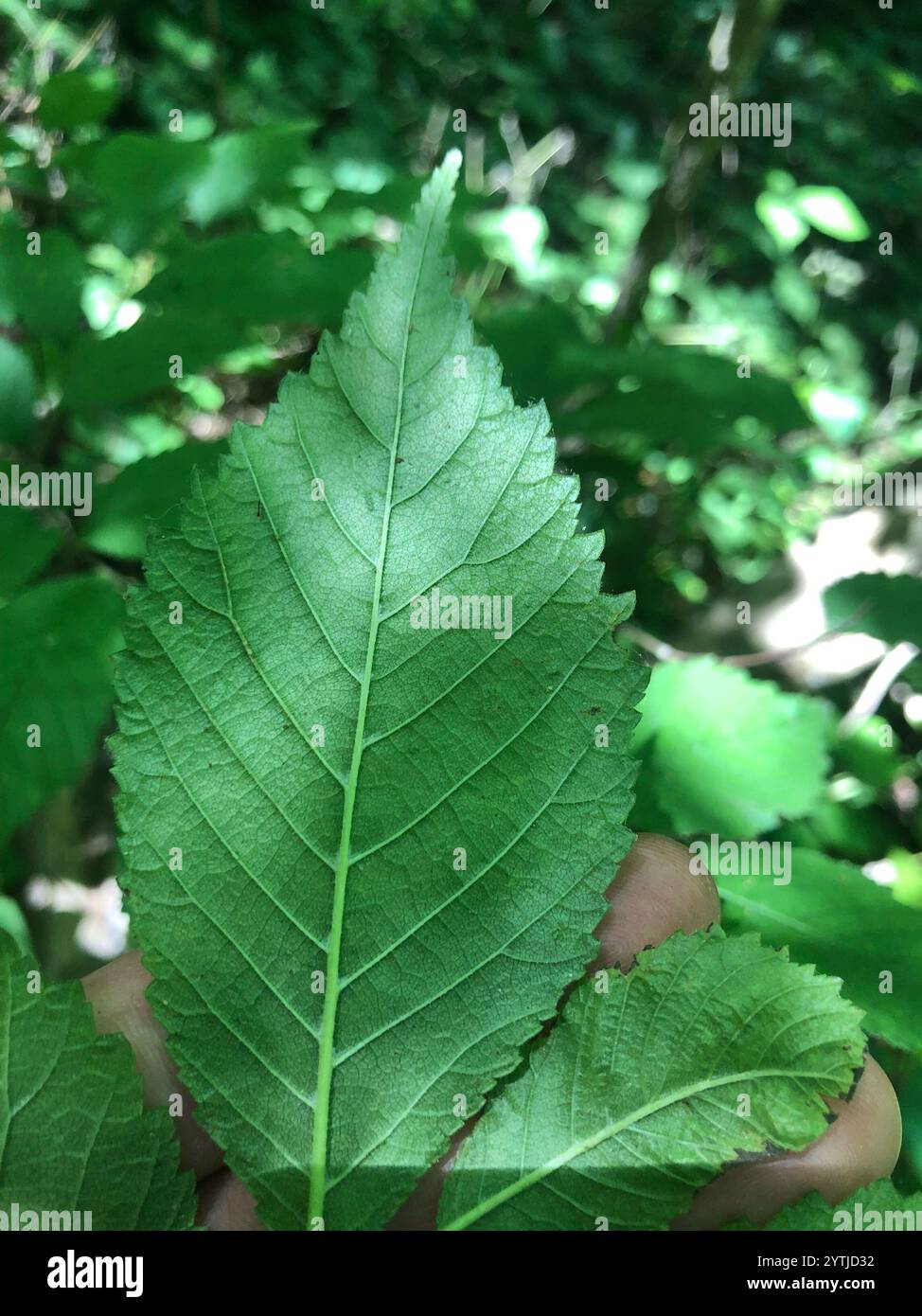 slippery elm (Ulmus rubra Stock Photo - Alamy