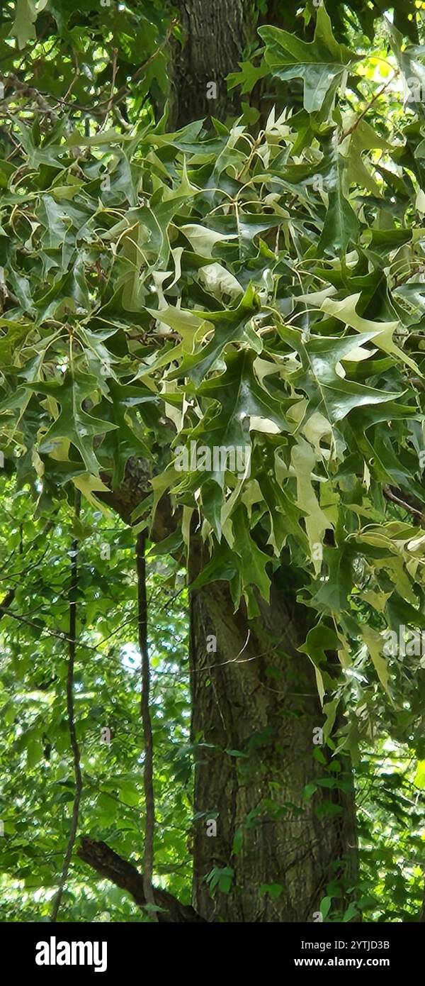 cherrybark oak (Quercus pagoda Stock Photo - Alamy