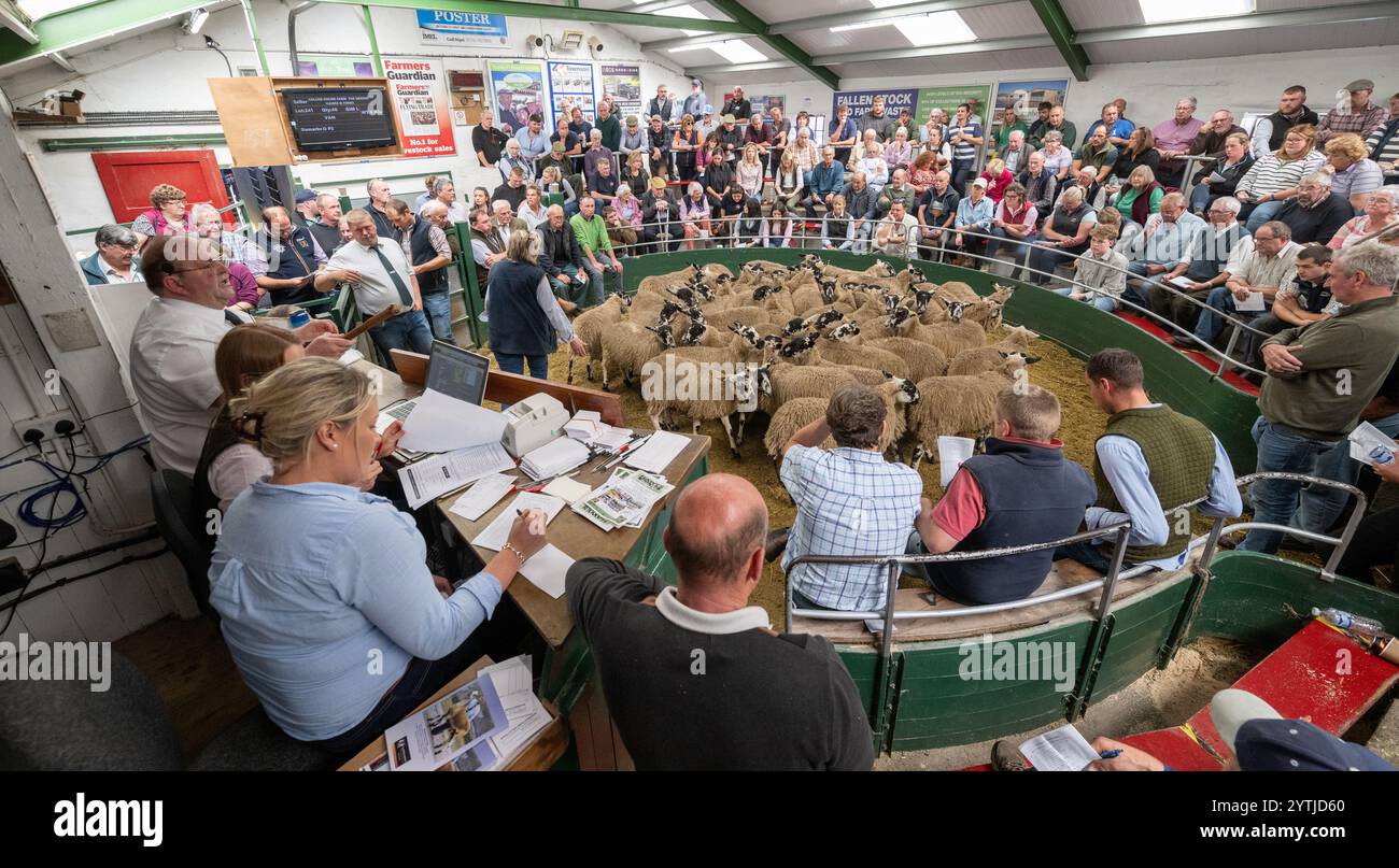 Sale of North of England mule gimmer lambs at Hawes, North Yorkshire ...
