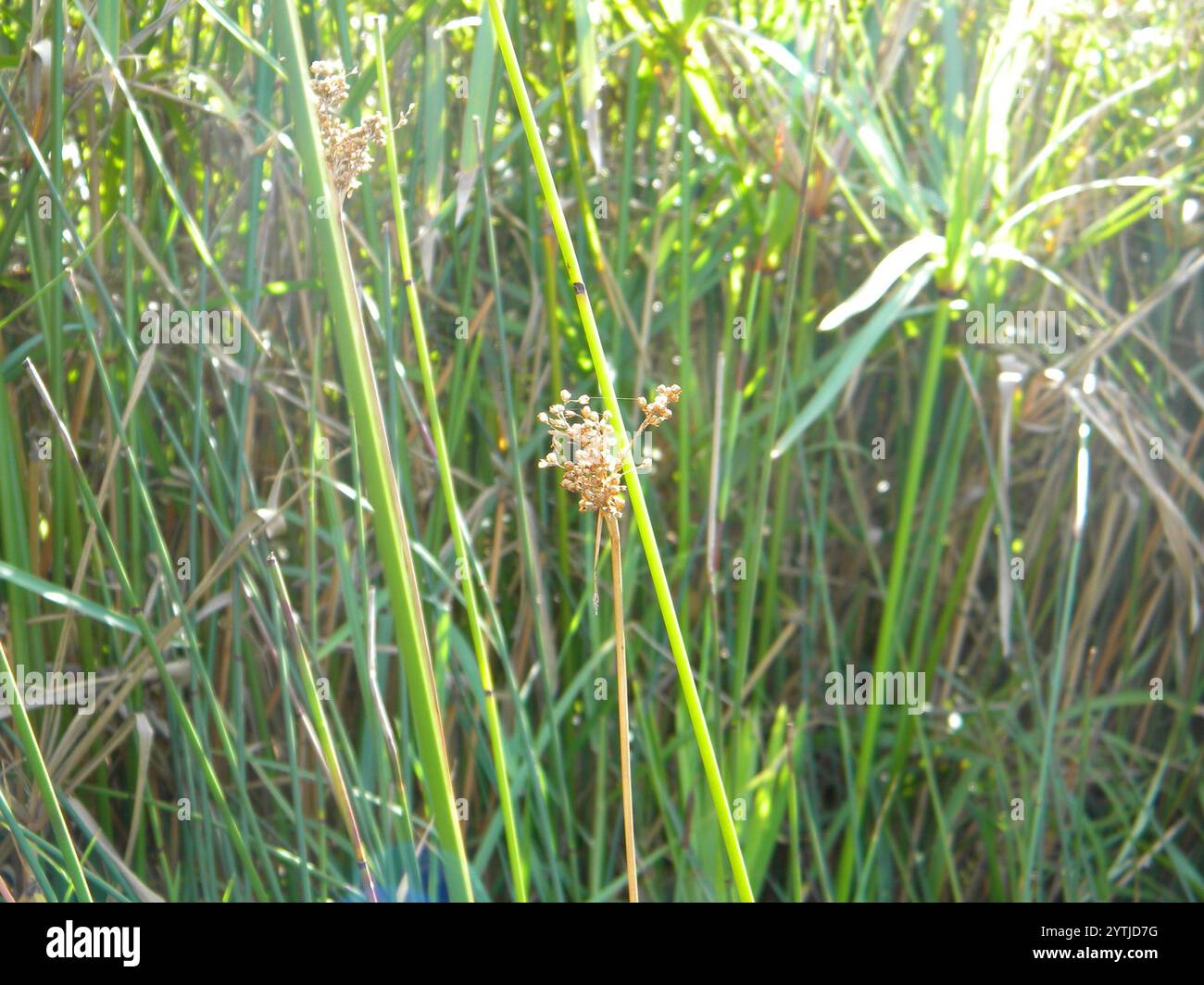 Soft Rush (Juncus effusus Stock Photo - Alamy