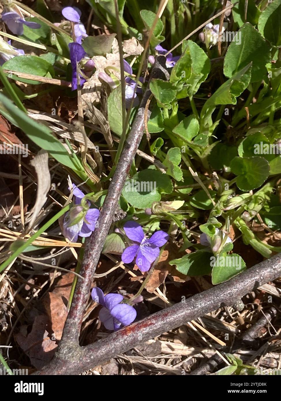 hookedspur violet (Viola adunca Stock Photo - Alamy