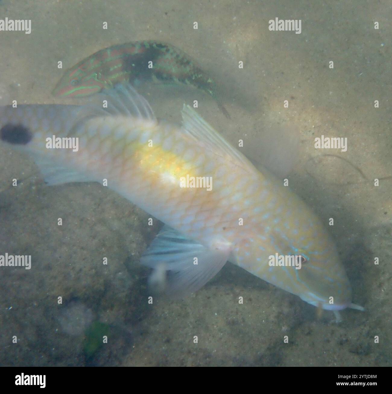 Yellowspot Goatfish (Parupeneus indicus Stock Photo - Alamy