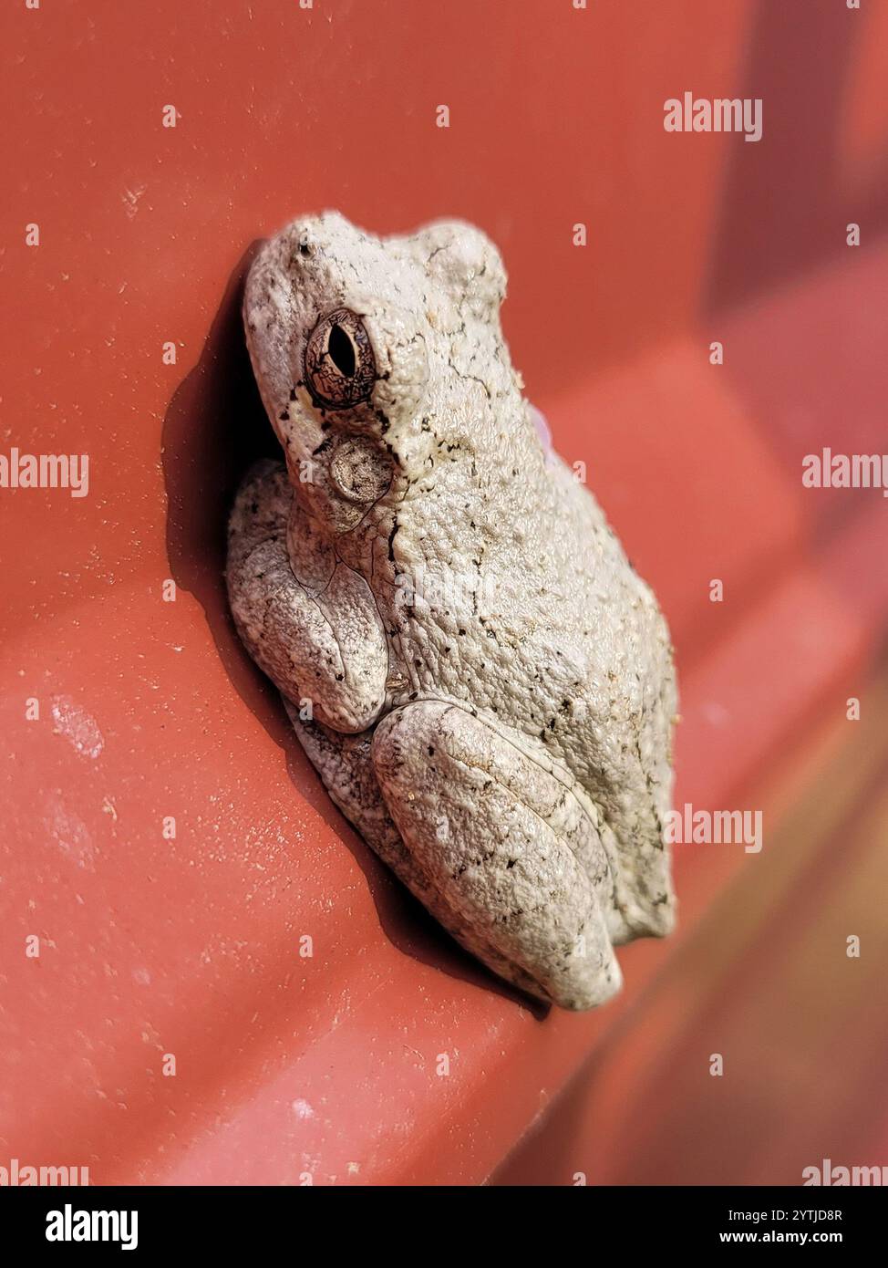 Cope's Gray Treefrog (Hyla chrysoscelis Stock Photo - Alamy