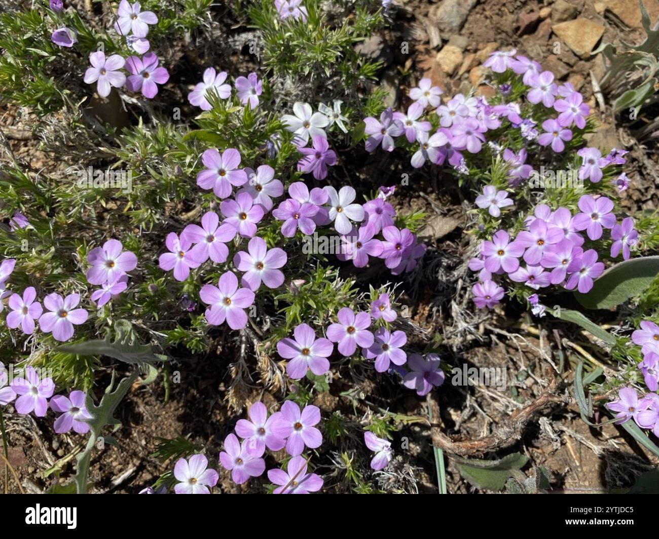 spreading phlox (Phlox diffusa Stock Photo - Alamy